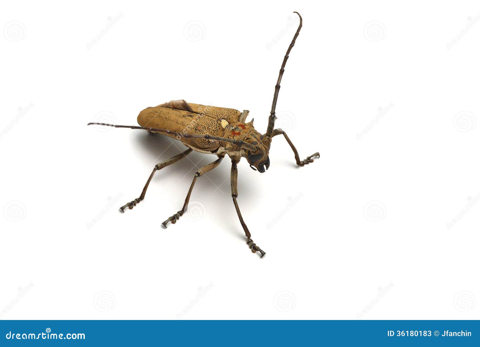 Inseto imagem de stock. Imagem de garras, antena, marrom - 36180183