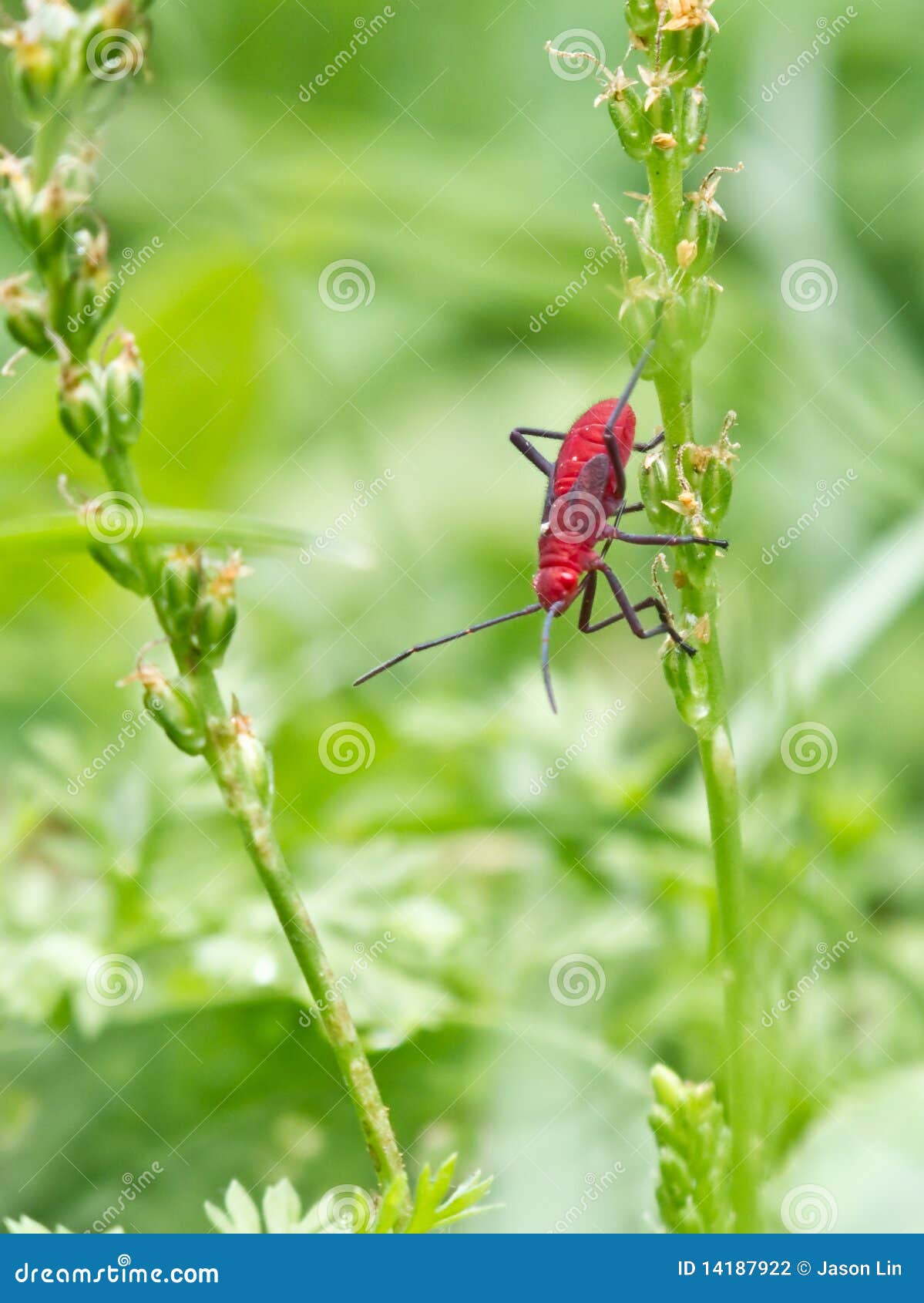 Inseto colorido na planta foto de stock. Imagem de exoesqueleto - 14187922