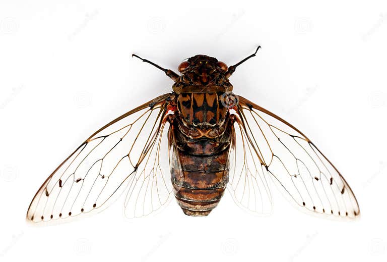 Inseto da cigarra. imagem de stock. Imagem de isolado - 25716107