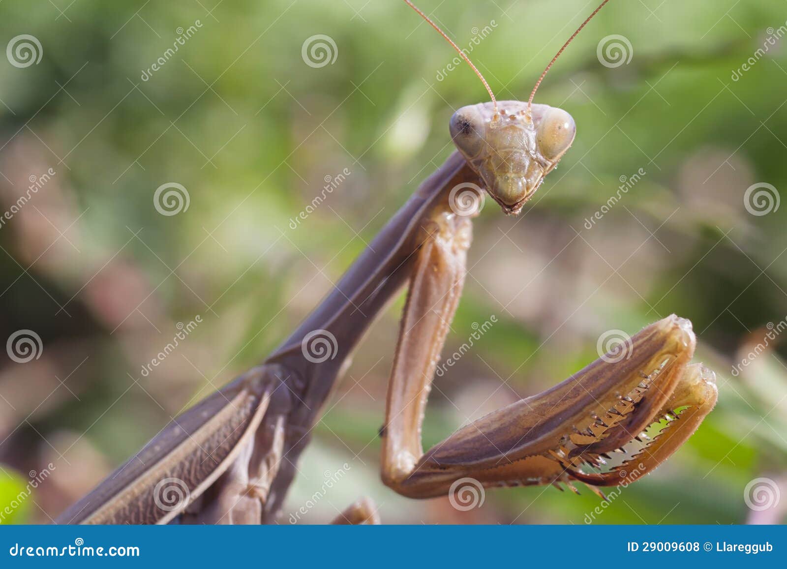 2,281 Inseto Da Louva Deus Praying Fotos - Fotos de Stock Gratuitas e ...