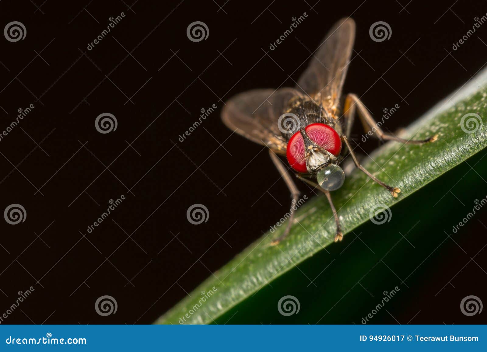 Inseto da mosca imagem de stock. Imagem de olhos, animal - 94926017