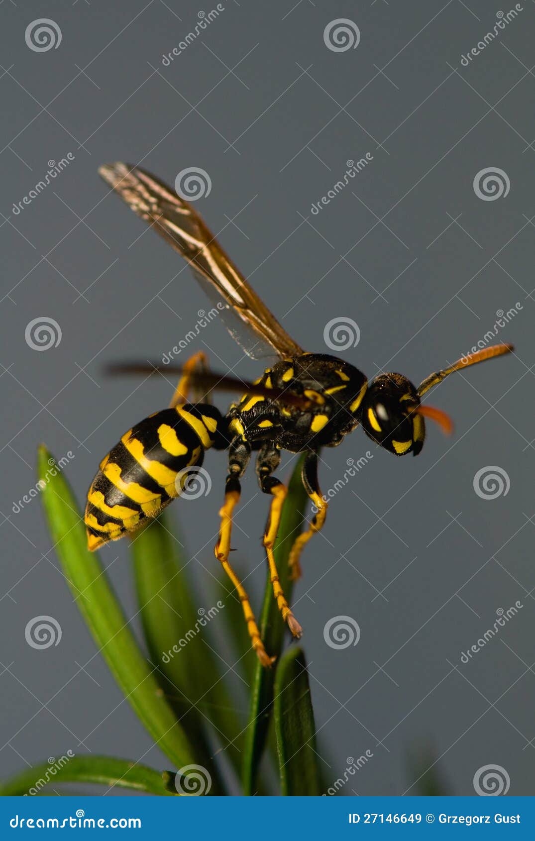 Inseto da vespa imagem de stock. Imagem de pequeno, micro - 27146649