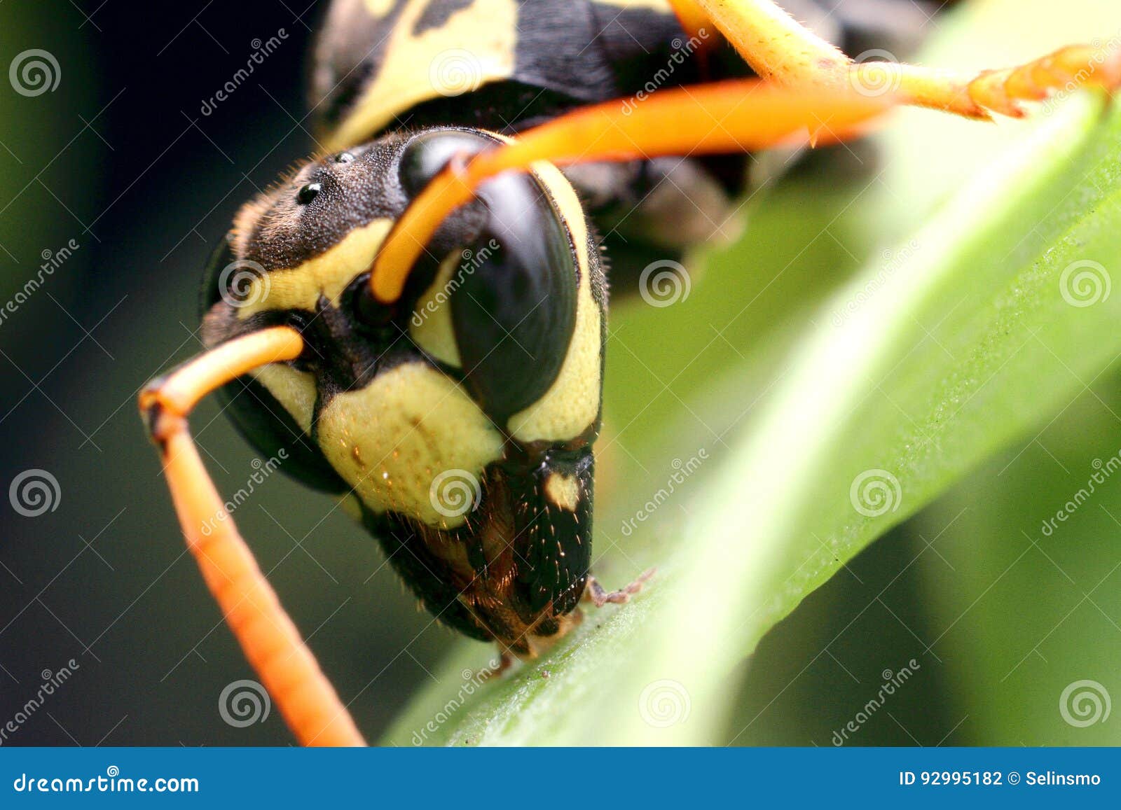 Inseto da vespa foto de stock. Imagem de bonito, lesma - 92995182