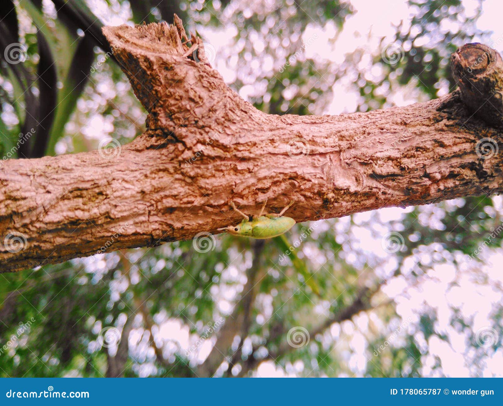 Inseto De Bicha Verde Em Minha Casa Imagem de Stock - Imagem de fofofo ...