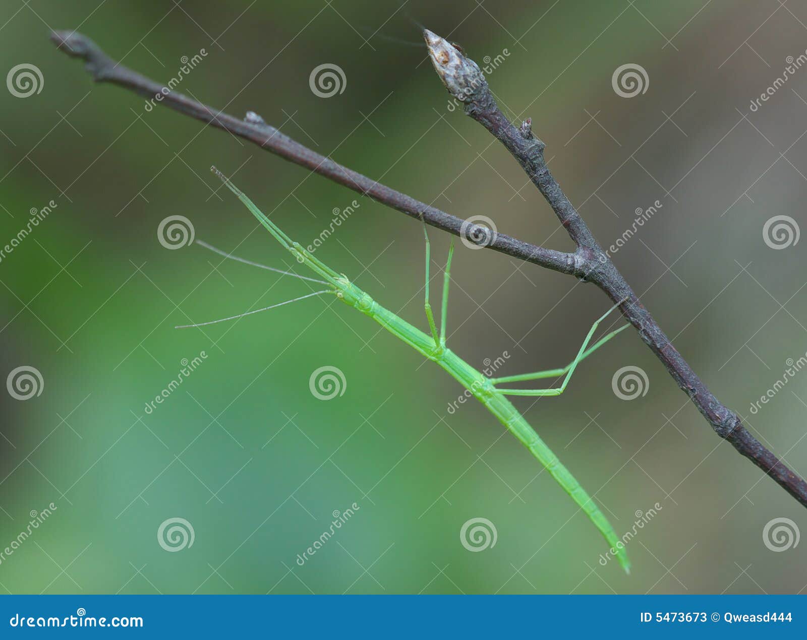 Inseto de vara imagem de stock. Imagem de vara, animal - 5473673