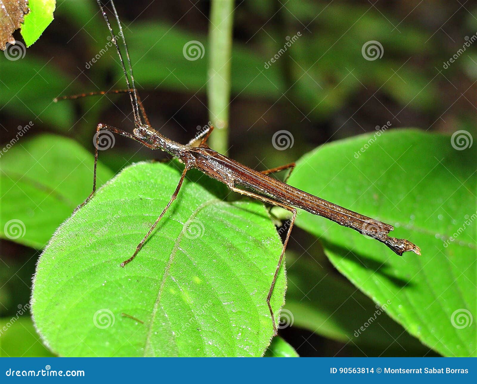 Inseto de vara foto de stock. Imagem de inseto, folha - 90563814