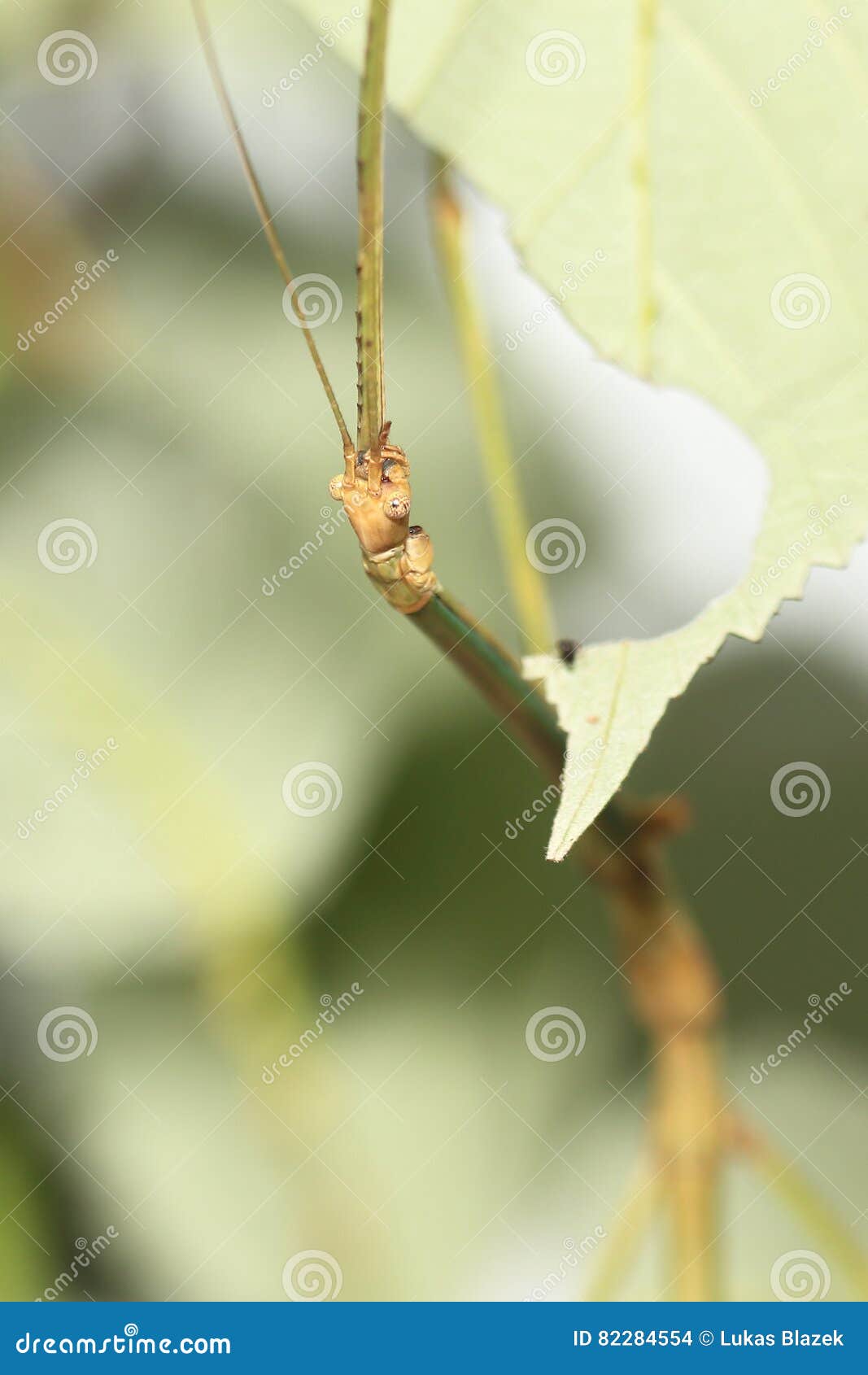 Inseto De Vara Malayan Gigante Foto de Stock - Imagem de animal, nave ...