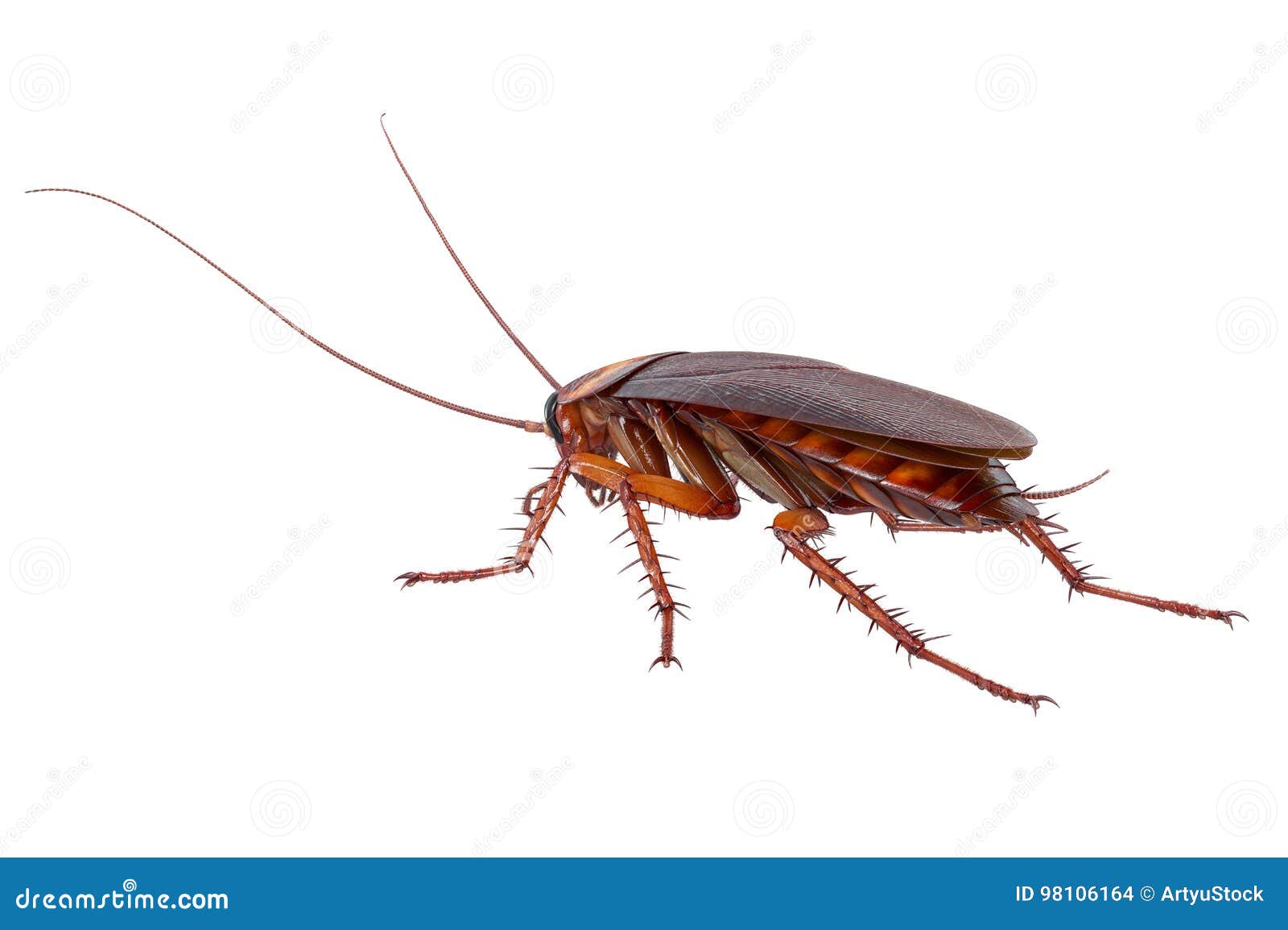 Inseto Do Erro Da Barata Pequeno Ilustração Stock - Ilustração de ...