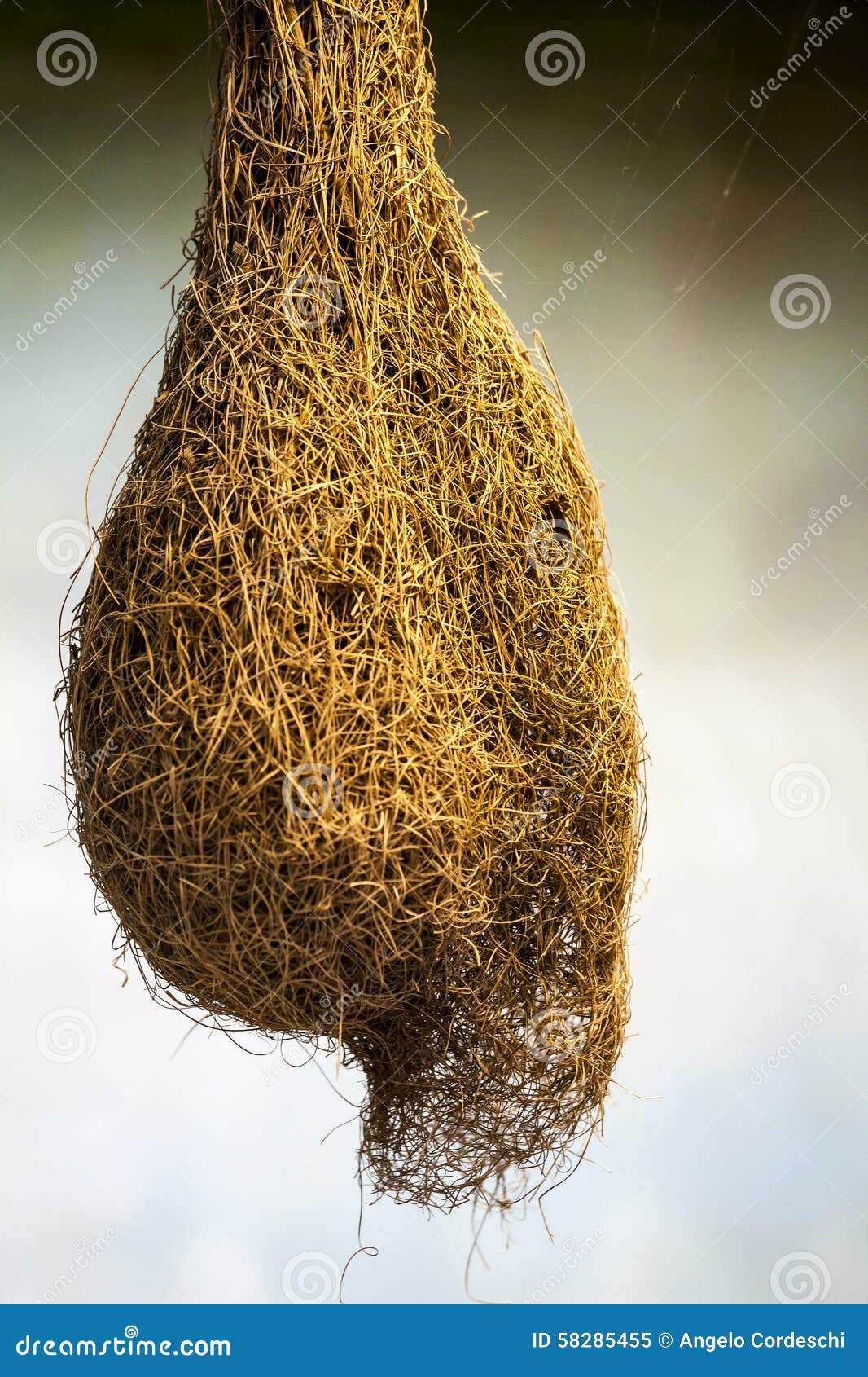 Inseto Do Gigante Do Casulo Imagem de Stock - Imagem de casulo ...