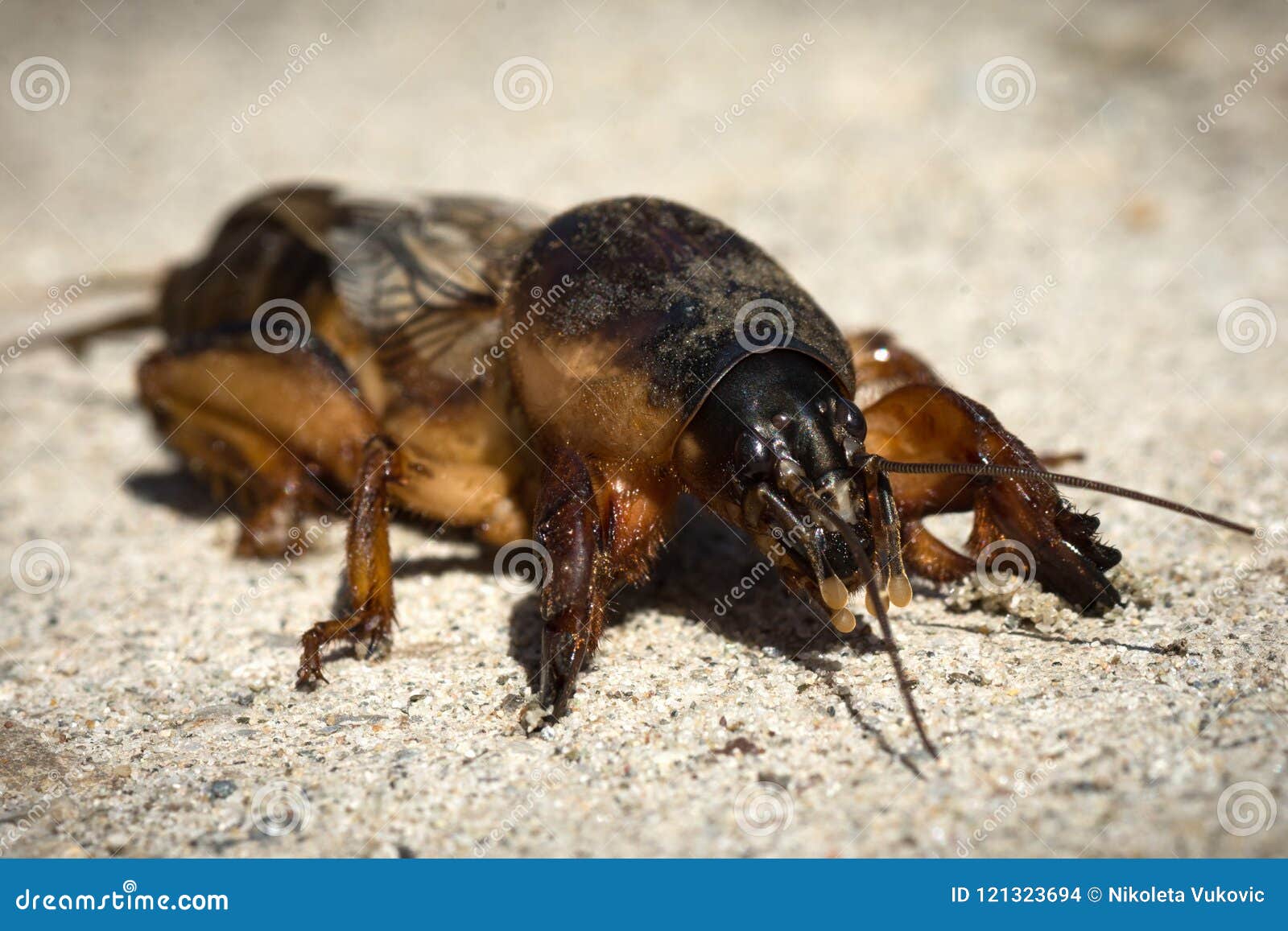 Inseto Do Grilo De Toupeira Foto de Stock - Imagem de entomologia, nave ...