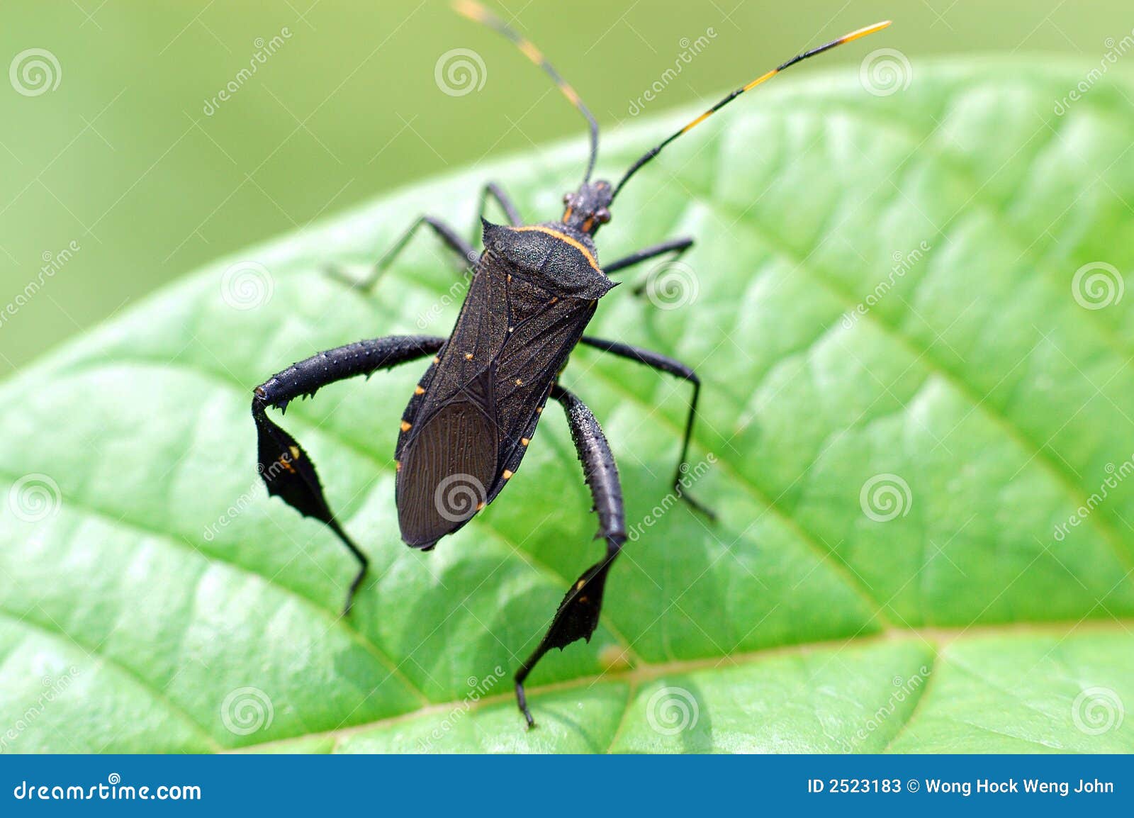 Inseto e folha pretos imagem de stock. Imagem de inseto - 2523183