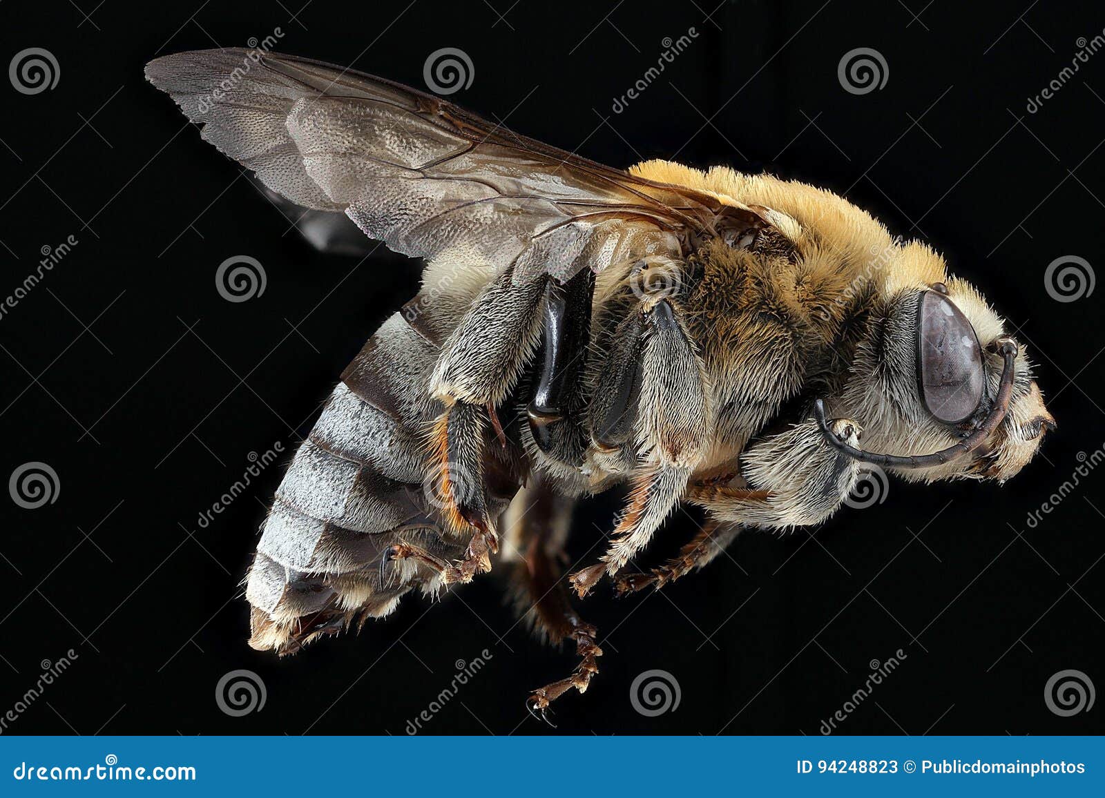 Invertebrado De Abelhas Produtoras De Mel De Insetos Imagem. Imagem ...