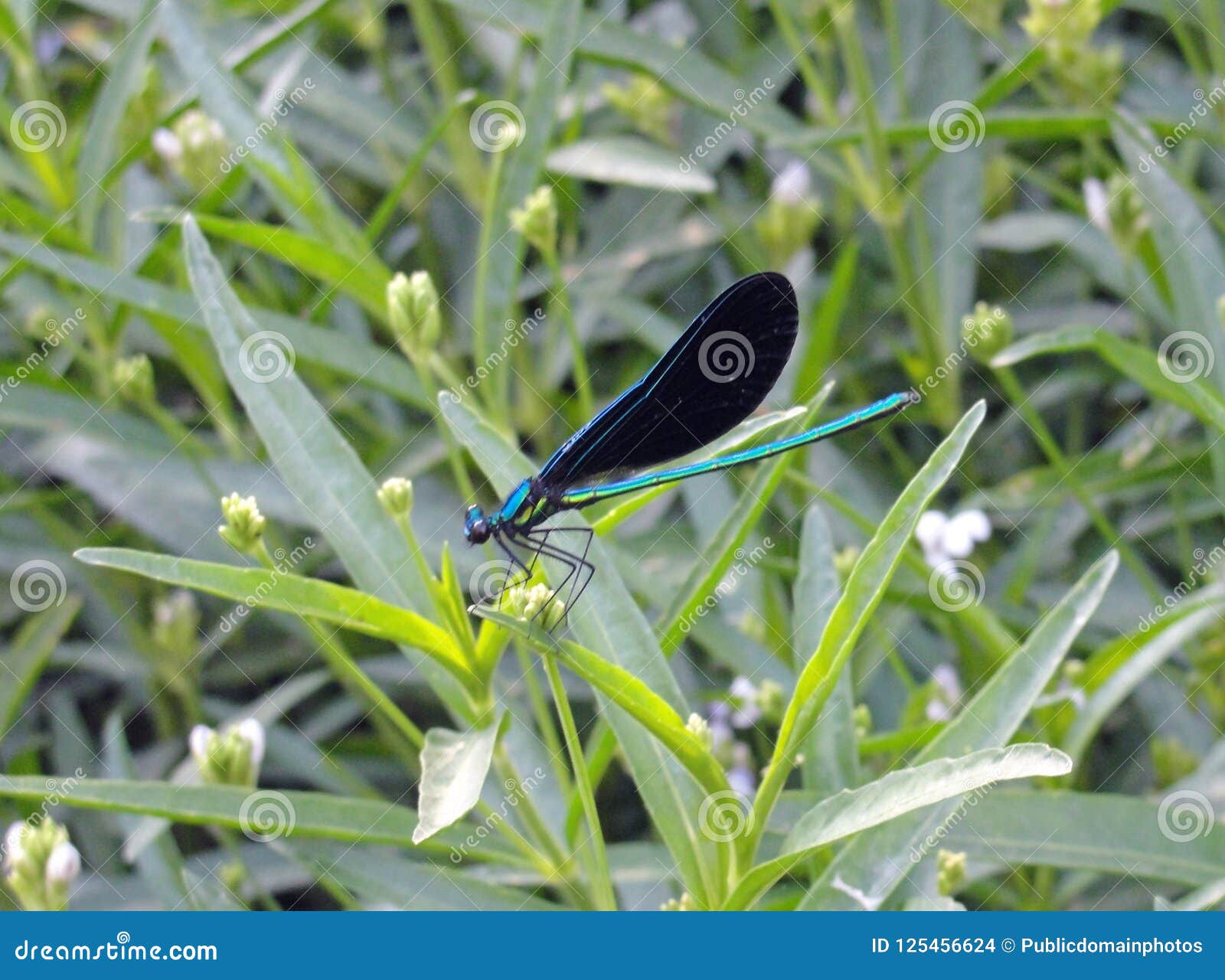 Inseto, Invertebrado, Lib?lulas E Damseflies, Lib?lula Imagem. Imagem: 125456624