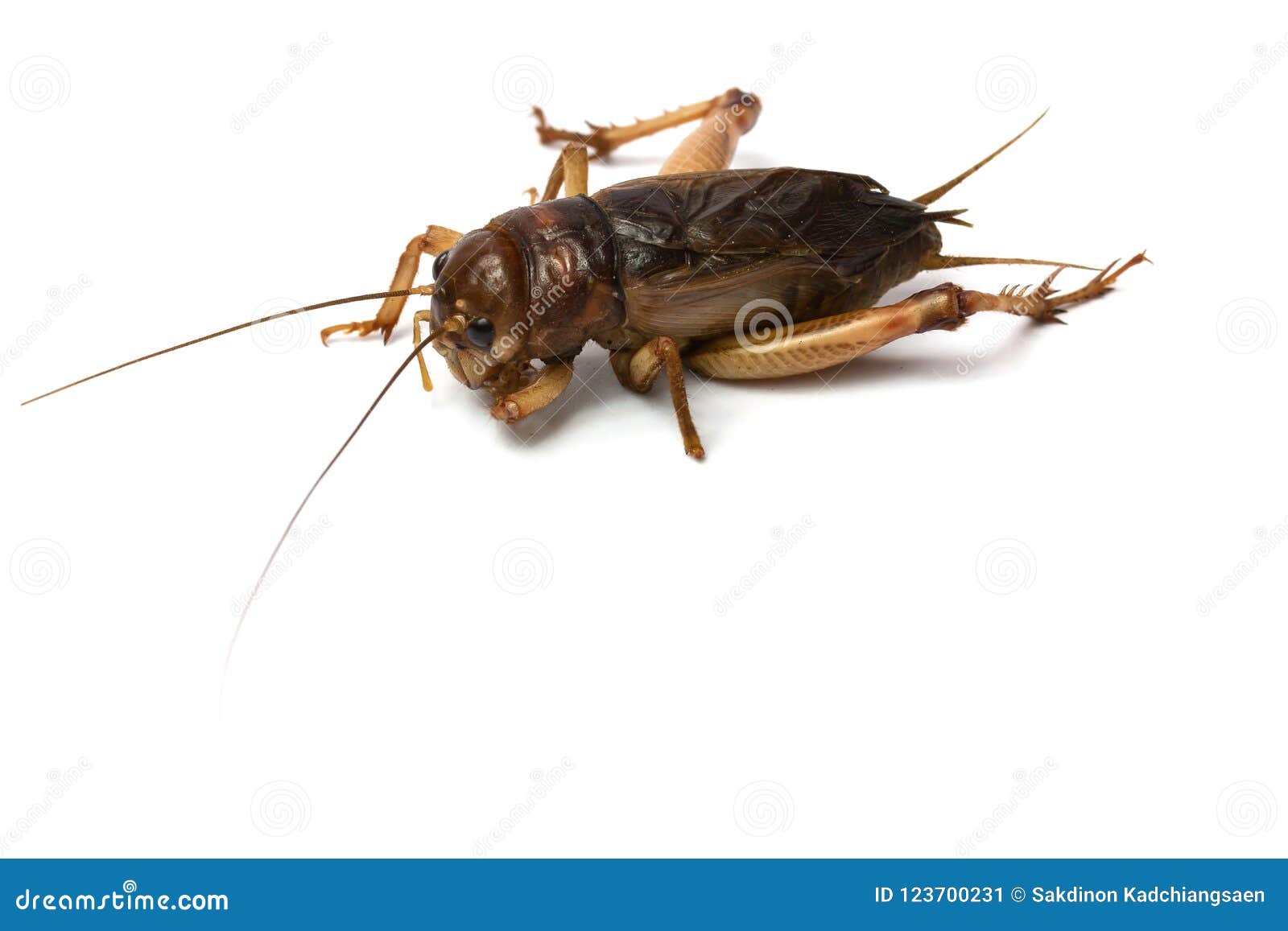 Inseto Marrom Grande Do Grilo Imagem de Stock - Imagem de branco ...