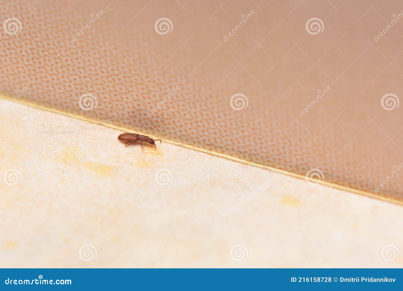 Inseto Marrom Vive Na Cozinha E Rasteja Sobre a Mesa Foto de Stock ...