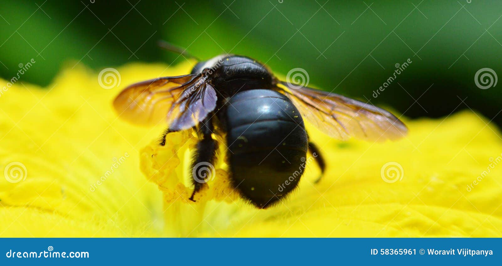 Inseto Preto Que Voa - FDPLEARN