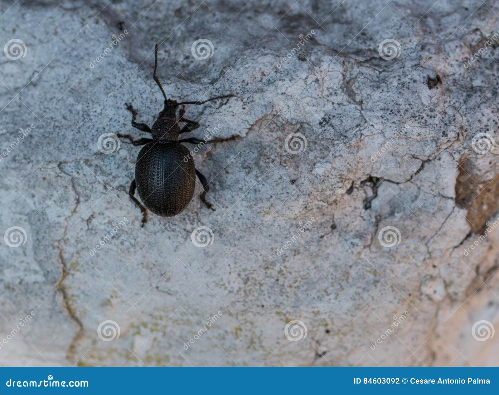 Inseto preto foto de stock. Imagem de besouro, fundo - 84603092