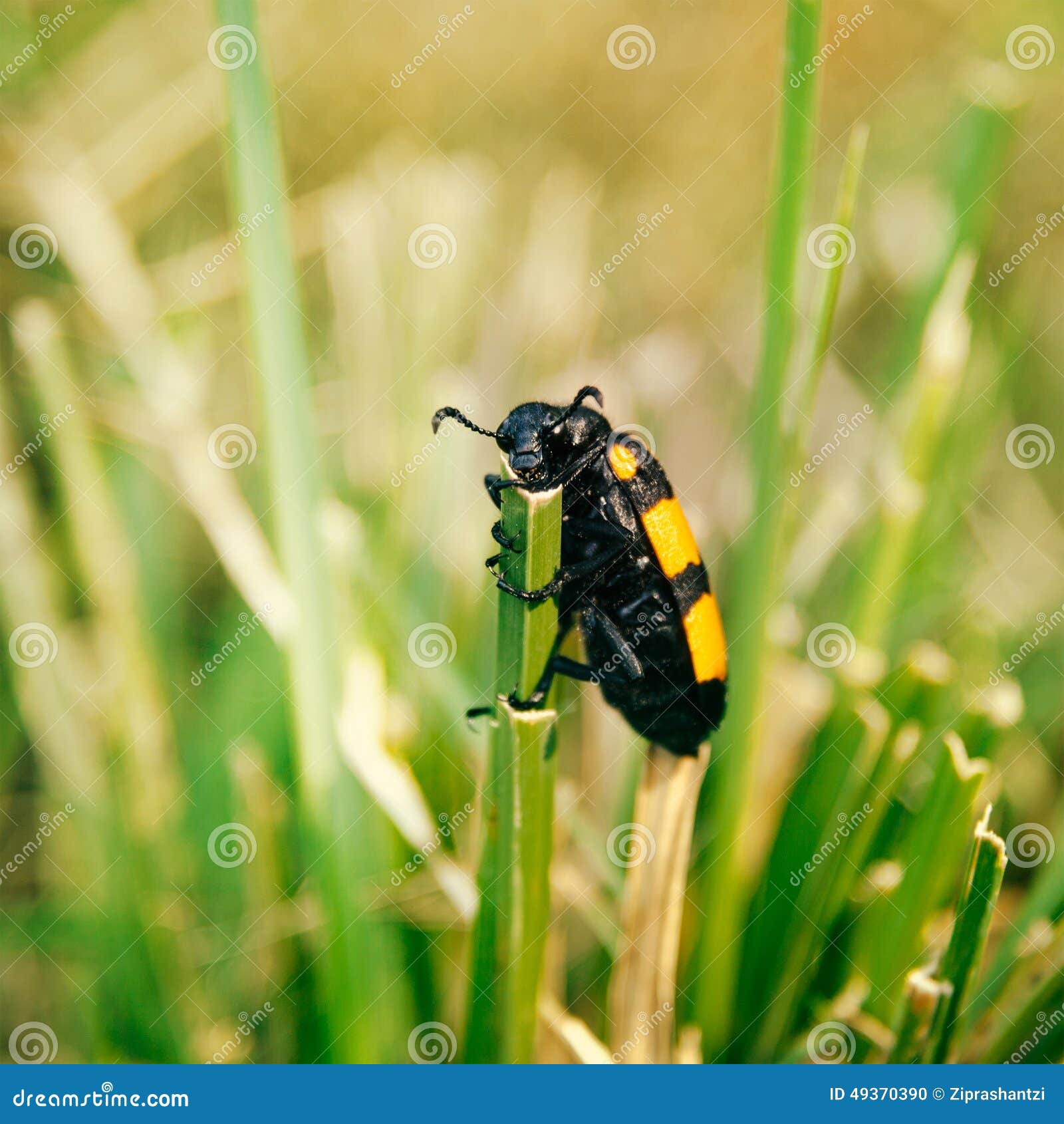 Inseto Preto Amarelo Da Grama Foto de Stock - Imagem de micro, grama ...