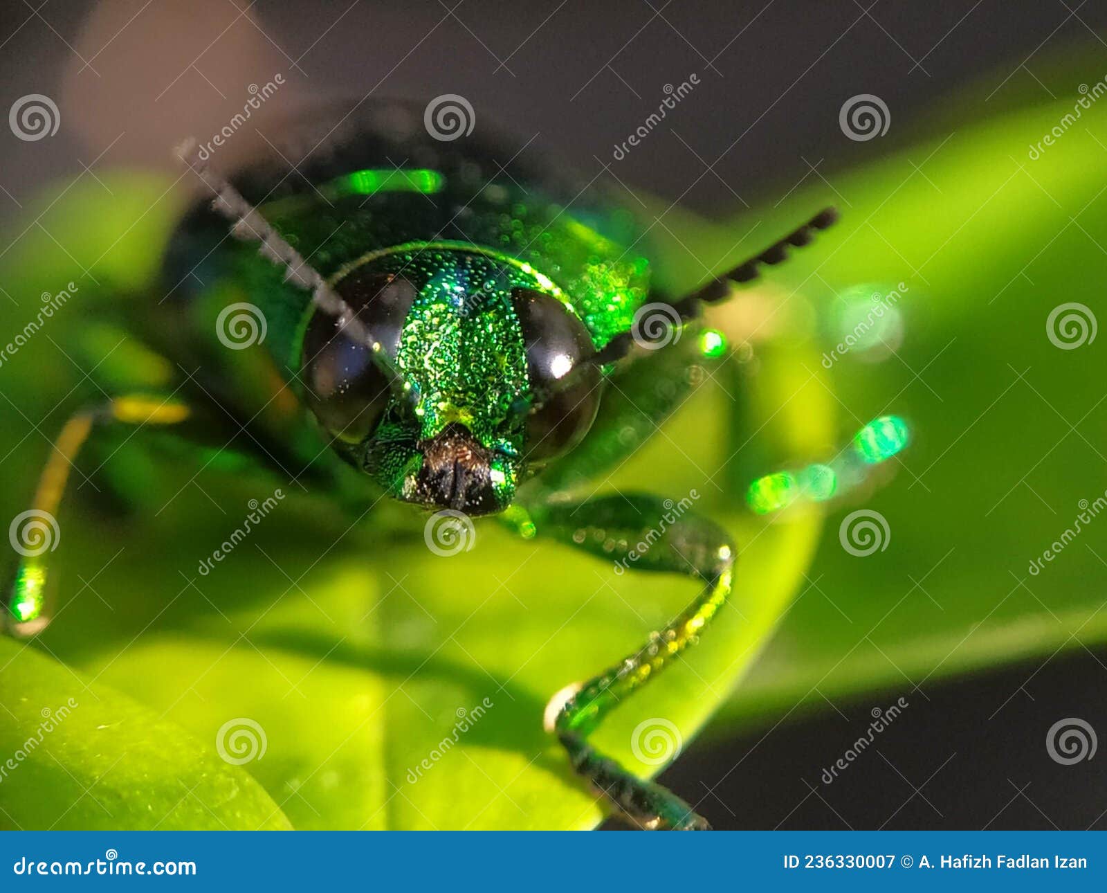 Inseto Super-verde Nas Folhas Imagem de Stock - Imagem de macro, folhas ...