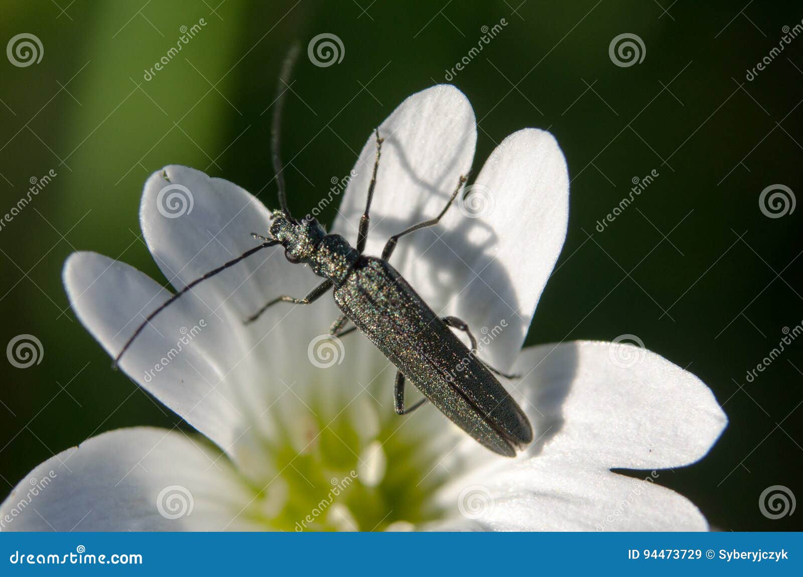 Inseto - um besouro imagem de stock. Imagem de besouro - 94473729