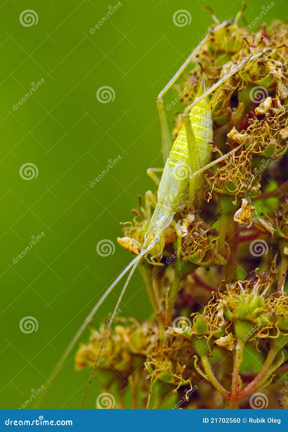 Inseto um grilo verde foto de stock. Imagem de pata, bigode - 21702560