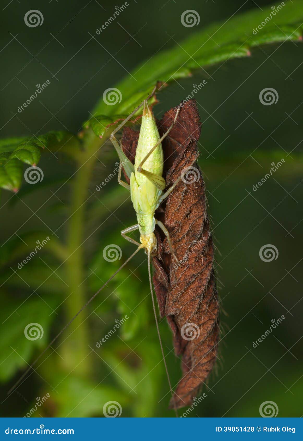 Inseto um grilo verde foto de stock. Imagem de bigode - 39051428