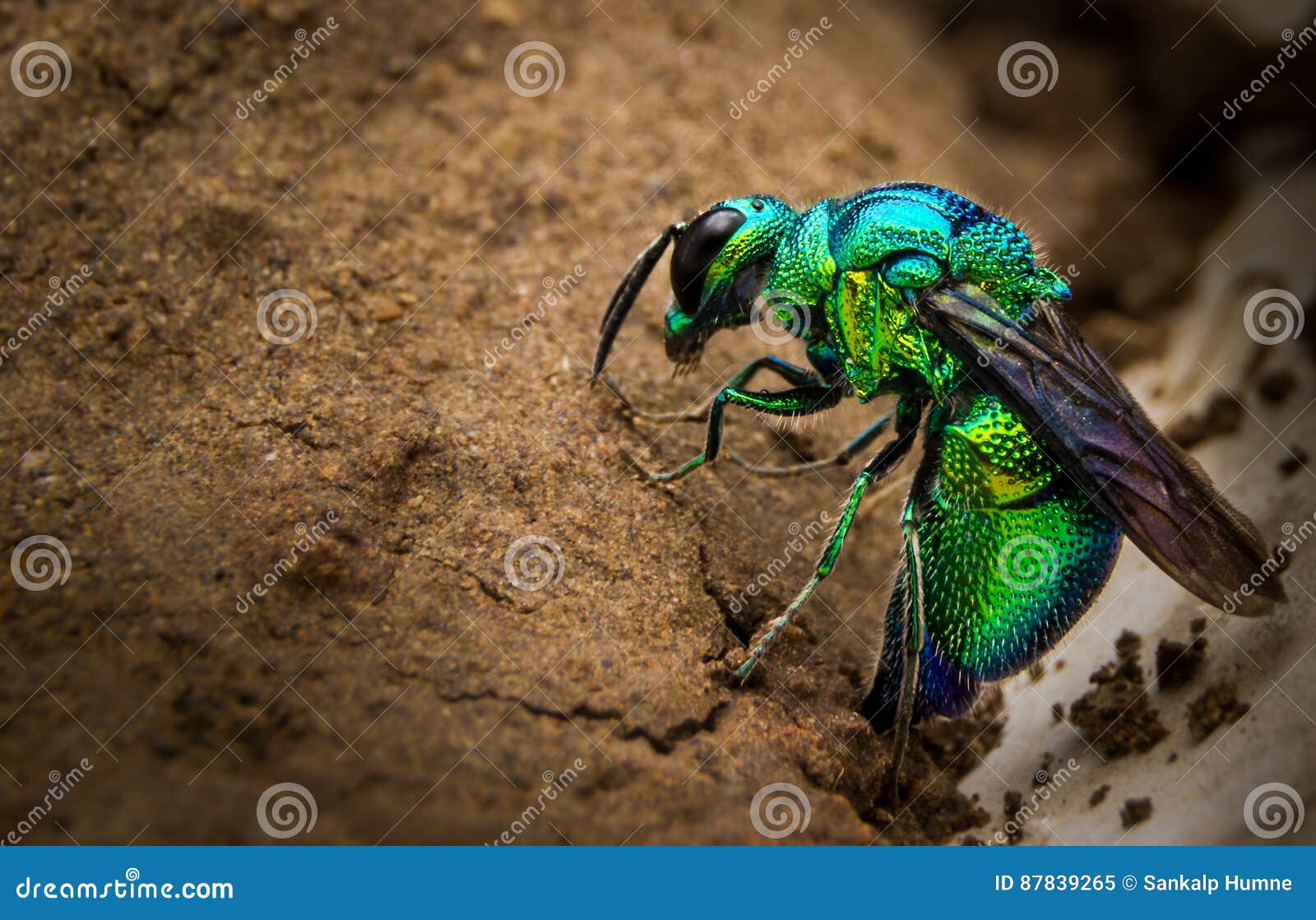 Inseto verde imagem de stock. Imagem de olhos, jogar - 87839265