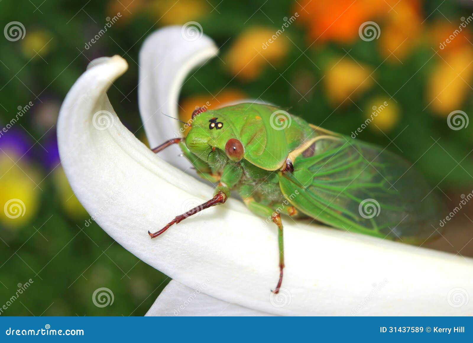 Inseto verde da cigarra imagem de stock. Imagem de zoologia - 31437589