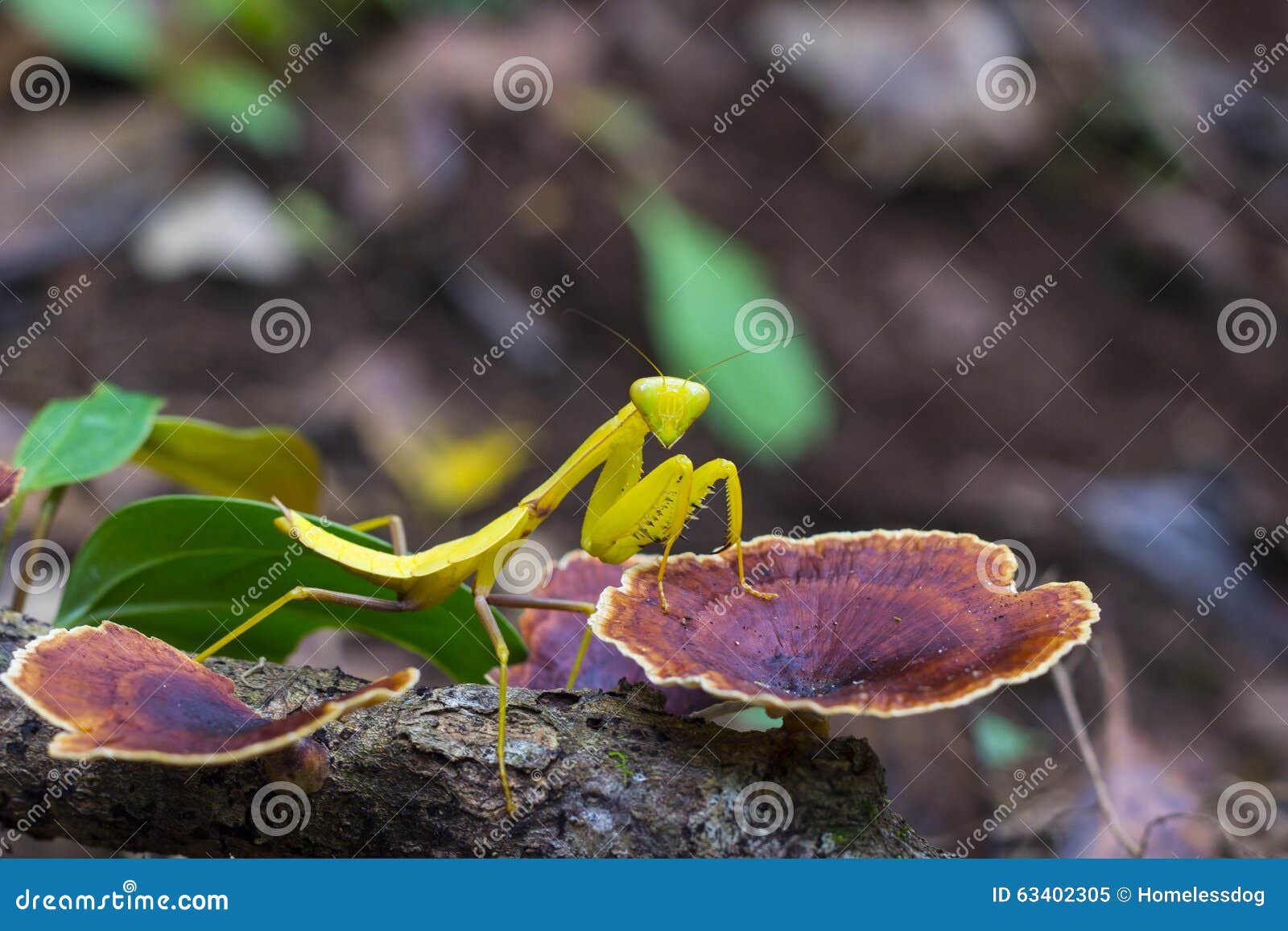 Inseto Verde Do Louva-a-deus No Cogumelo Imagem de Stock - Imagem de ...