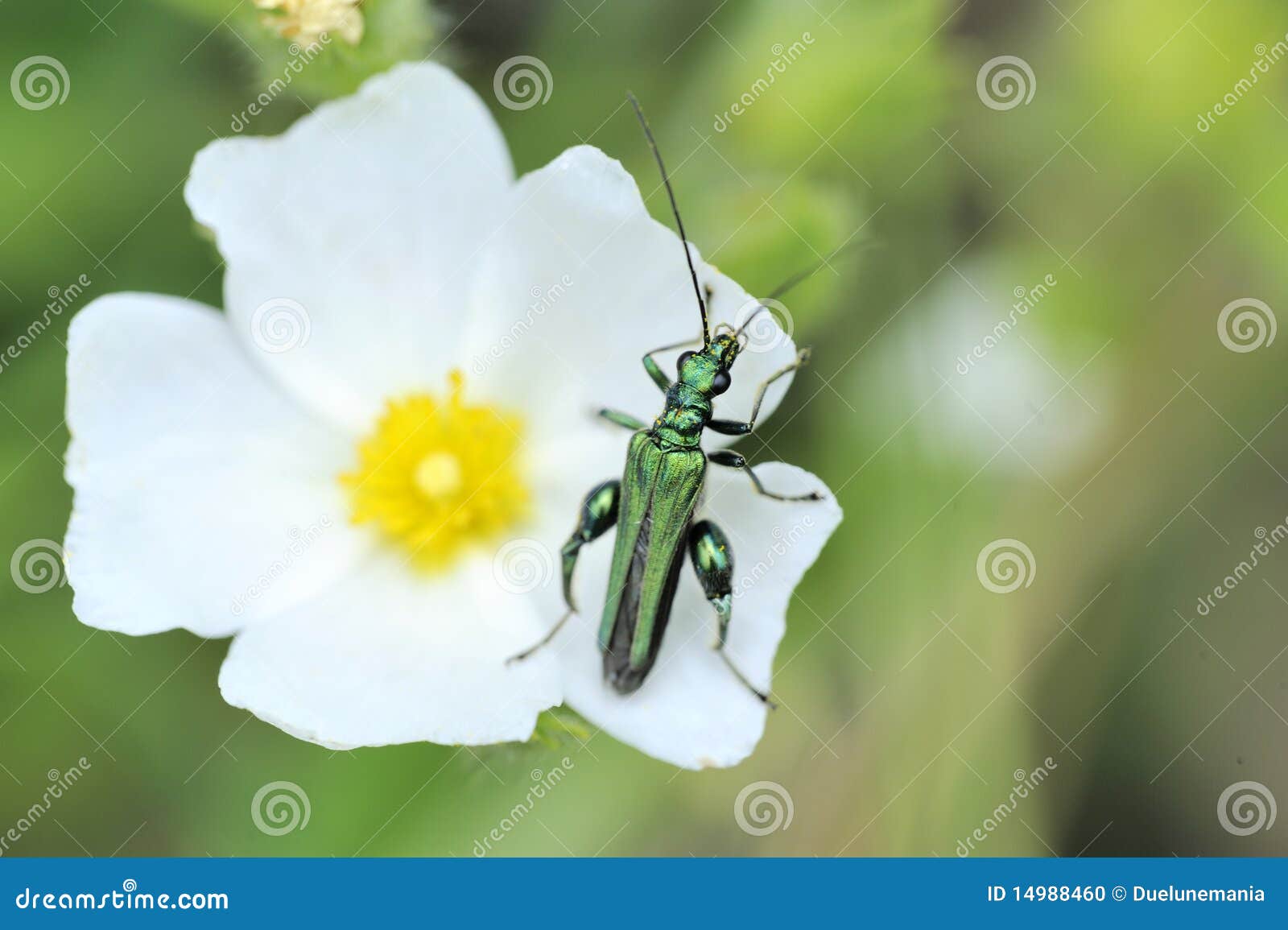 Inseto verde em uma flor foto de stock. Imagem de metal - 14988460