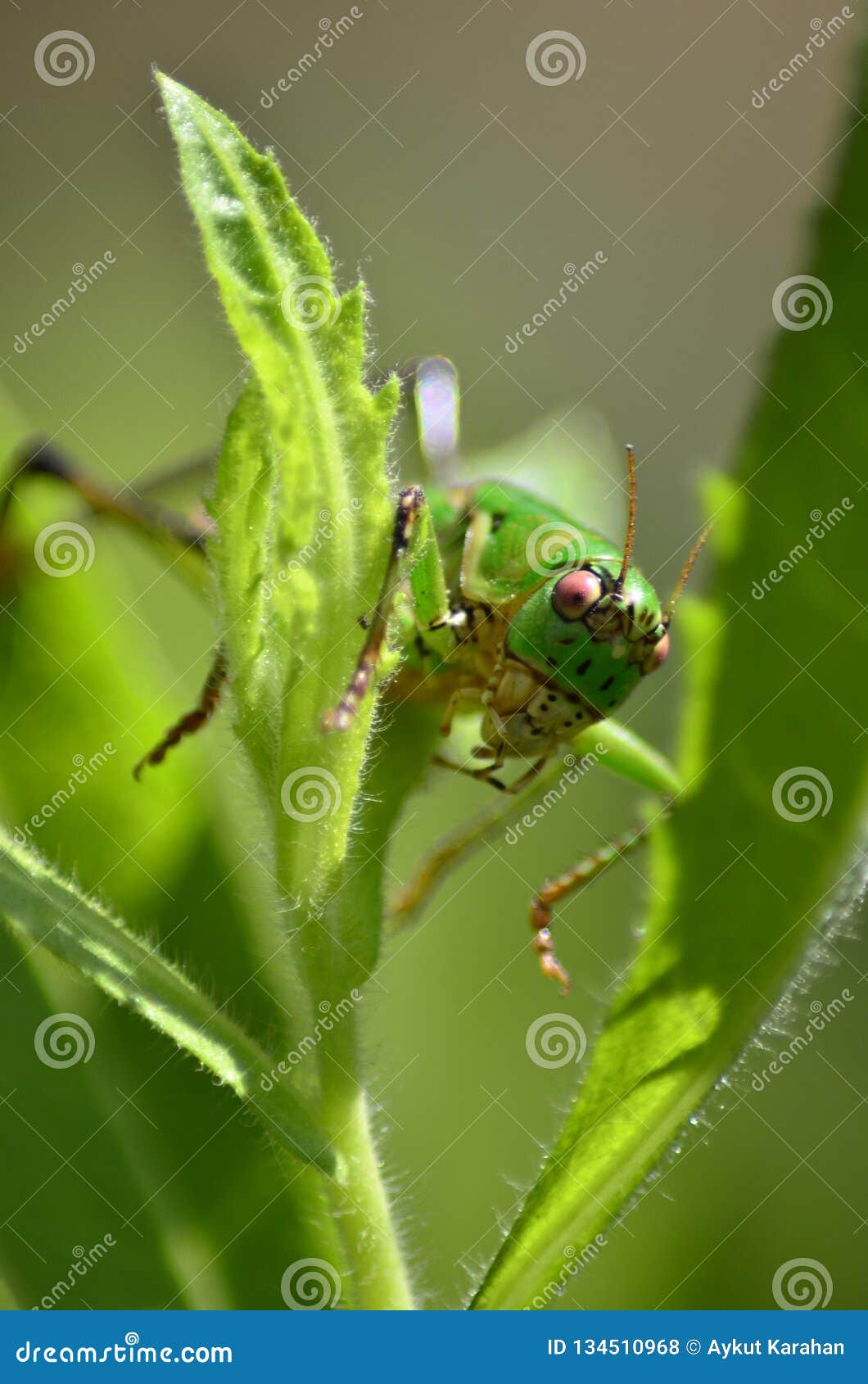Inseto verde na planta, foto de stock. Imagem de criaturas - 134510968