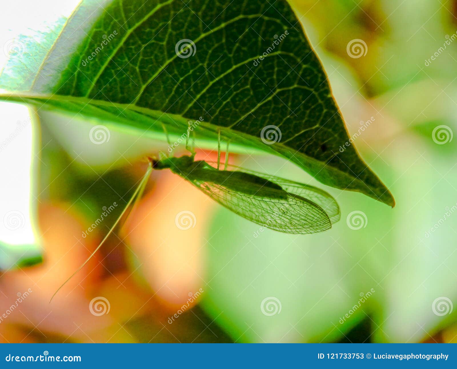 Inseto Verde No Macro Da Folha Imagem de Stock - Imagem de verde, macro ...