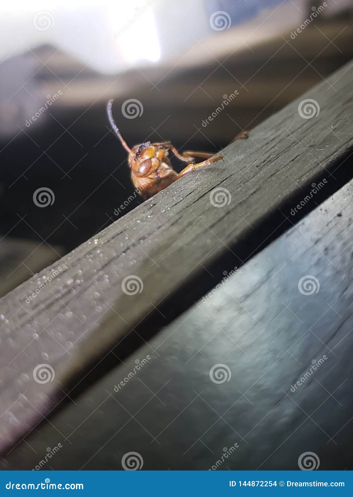 Inseto vermelho da vespa foto de stock. Imagem de picada - 144872254