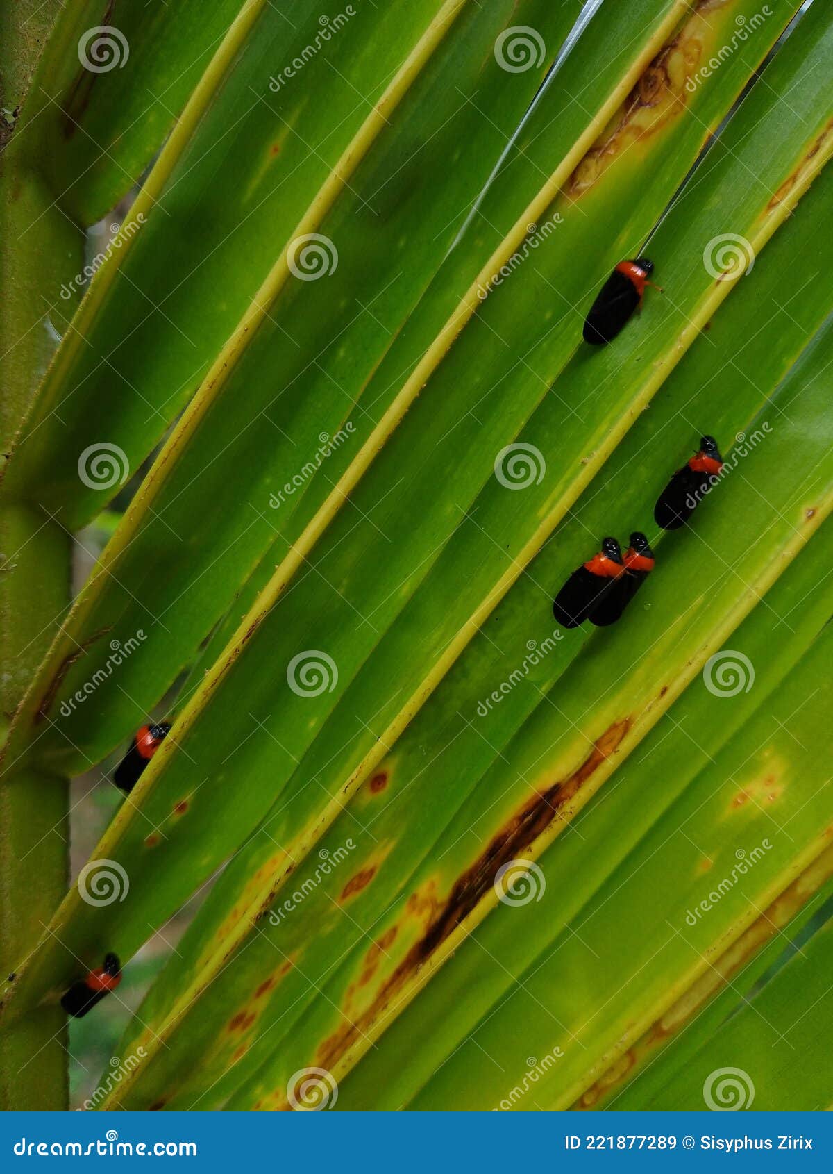 Inseto Vermelho E Preto Na Folha De Coco Imagem de Stock - Imagem de ...