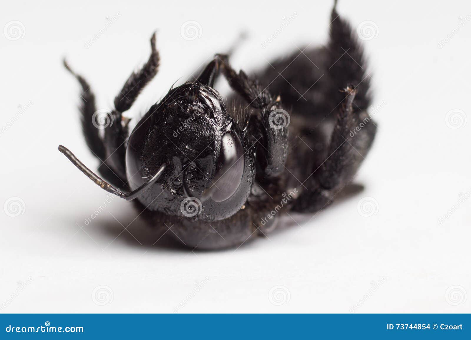 Inseto voado preto foto de stock. Imagem de fundo, retrato - 73744854