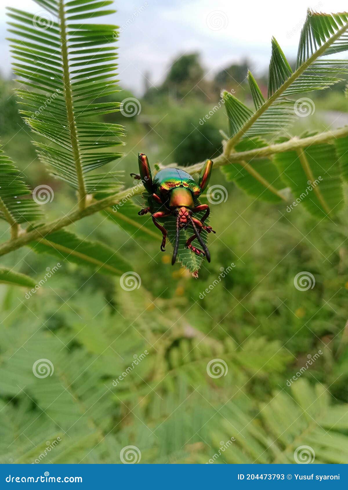 Insetos Bonitos E Encantadores Imagem de Stock - Imagem de insetos ...