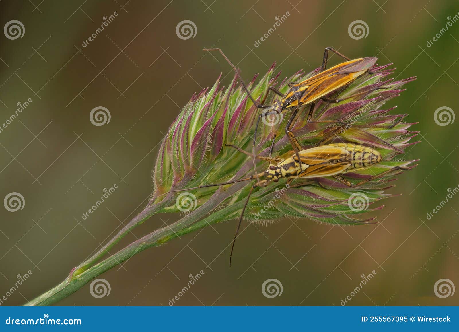 Insetos De Luzerna Em Uma Planta Imagem de Stock - Imagem de selvagem ...
