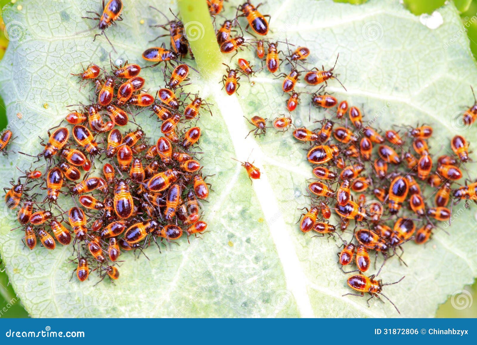 Insetos Do Percevejo Fedorento No Selvagem Foto de Stock - Imagem de ...