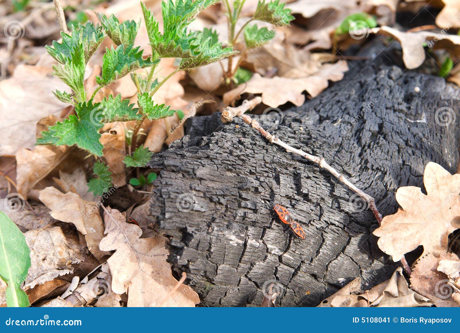 Insetos na madeira imagem de stock. Imagem de branco, madeira - 5108041
