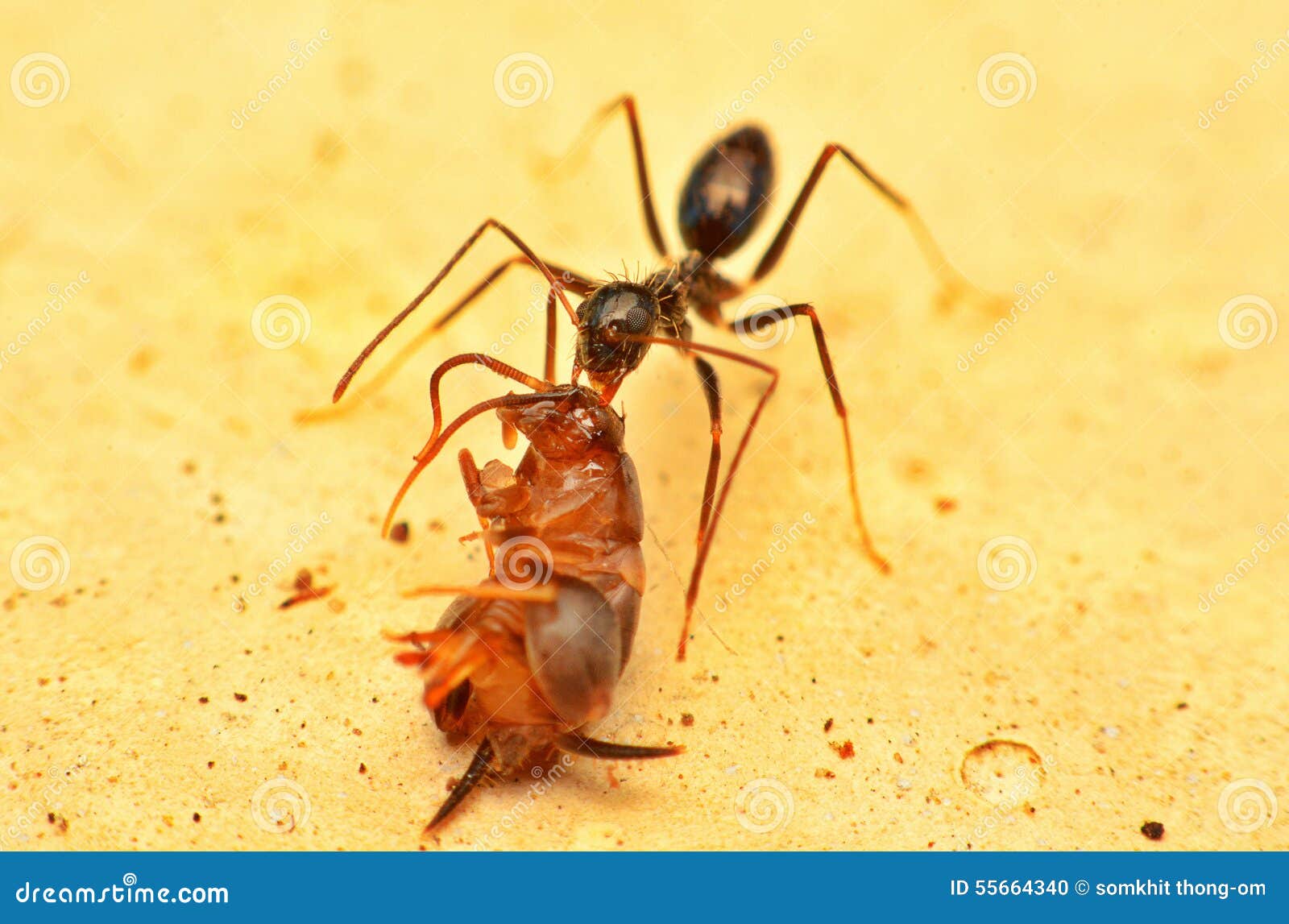 152 Insets Photos - Free & Royalty-Free Stock Photos from Dreamstime