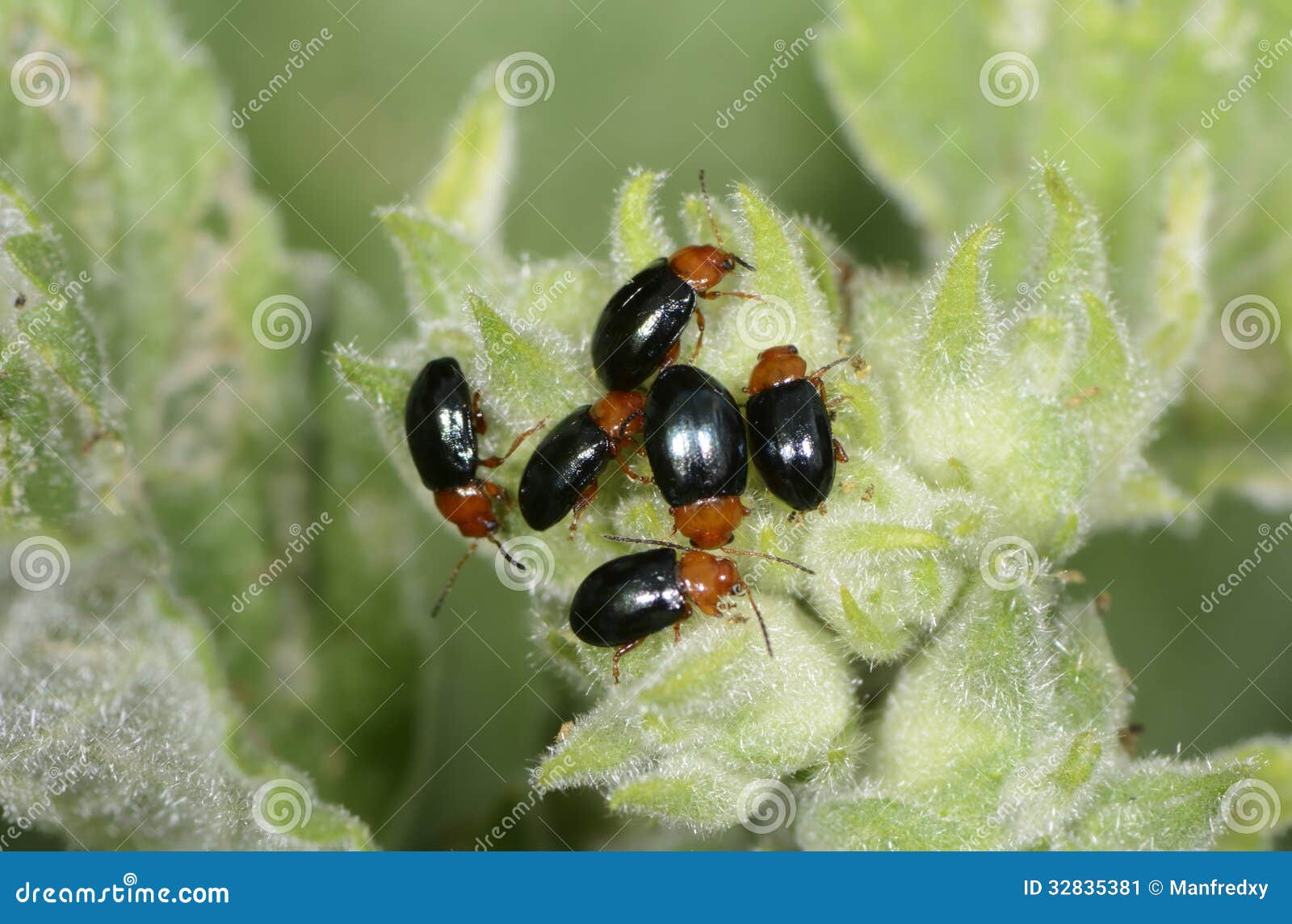 Insetti immagine stock. Immagine di nero, macro, gruppo - 32835381