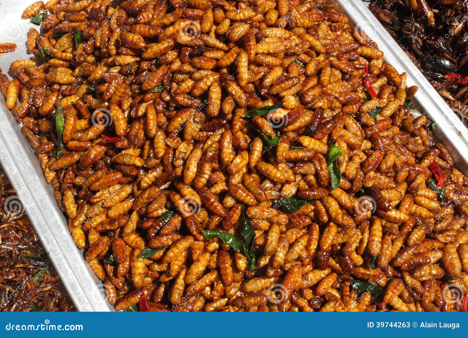 Insetti da mangiare. immagine stock. Immagine di vita - 39744263