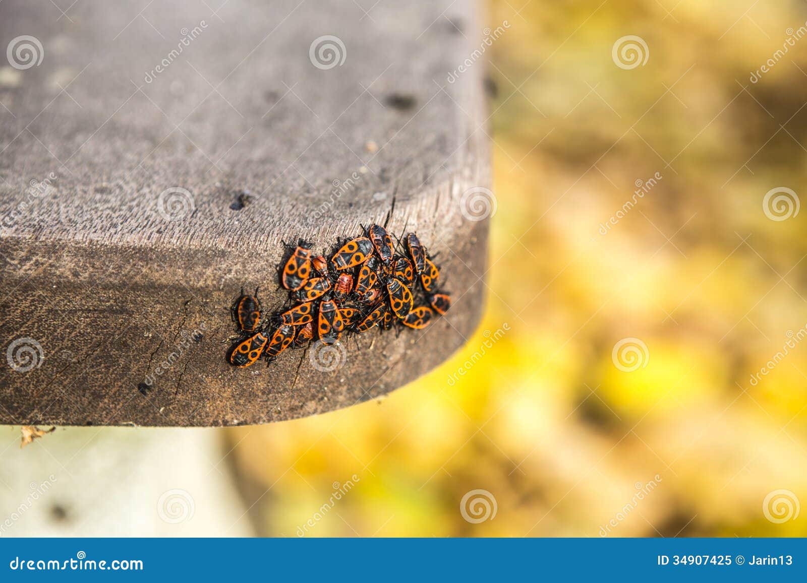 Insetti rossi immagine stock. Immagine di marrone, definizione - 34907425