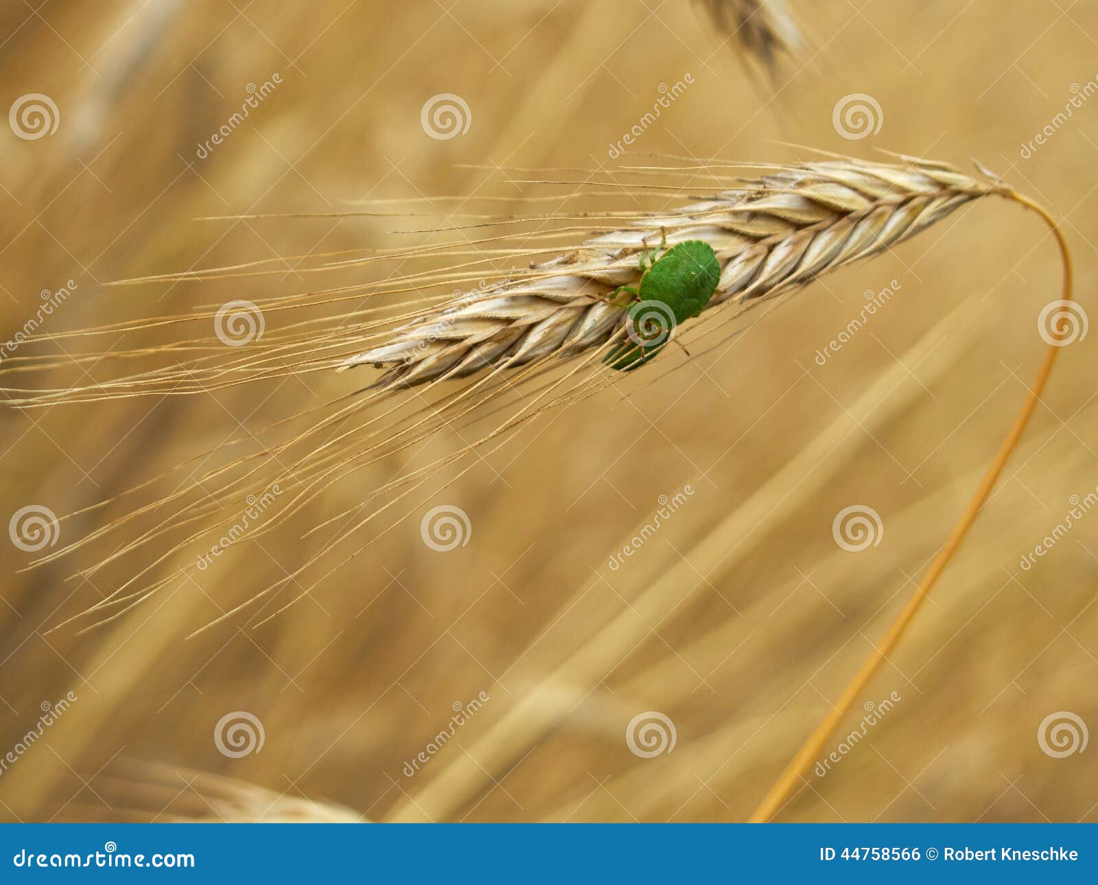 Insetti Verdi Di Puzzo Su Grano Fotografia Stock - Immagine di ...