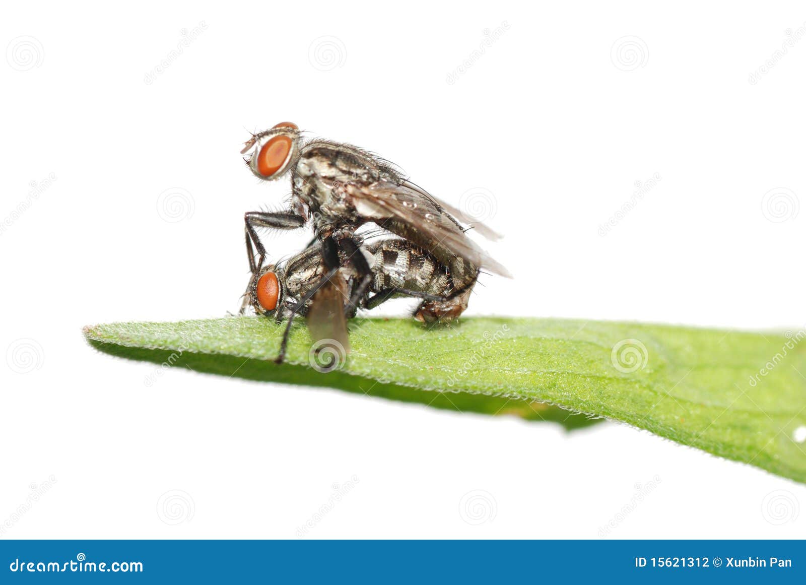 Insetto Accoppiamento Della Mosca Isolato Fotografia Stock - Immagine ...