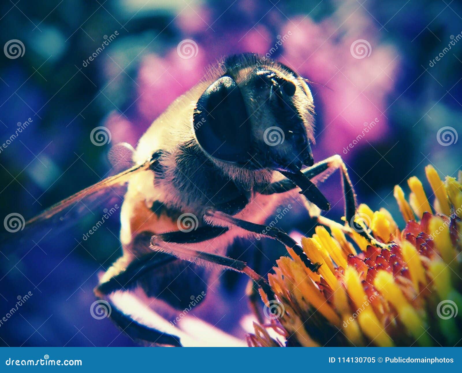 Insetto, Ape, Honey Bee, Macrofotografia Immagine. Immagine: 114130705