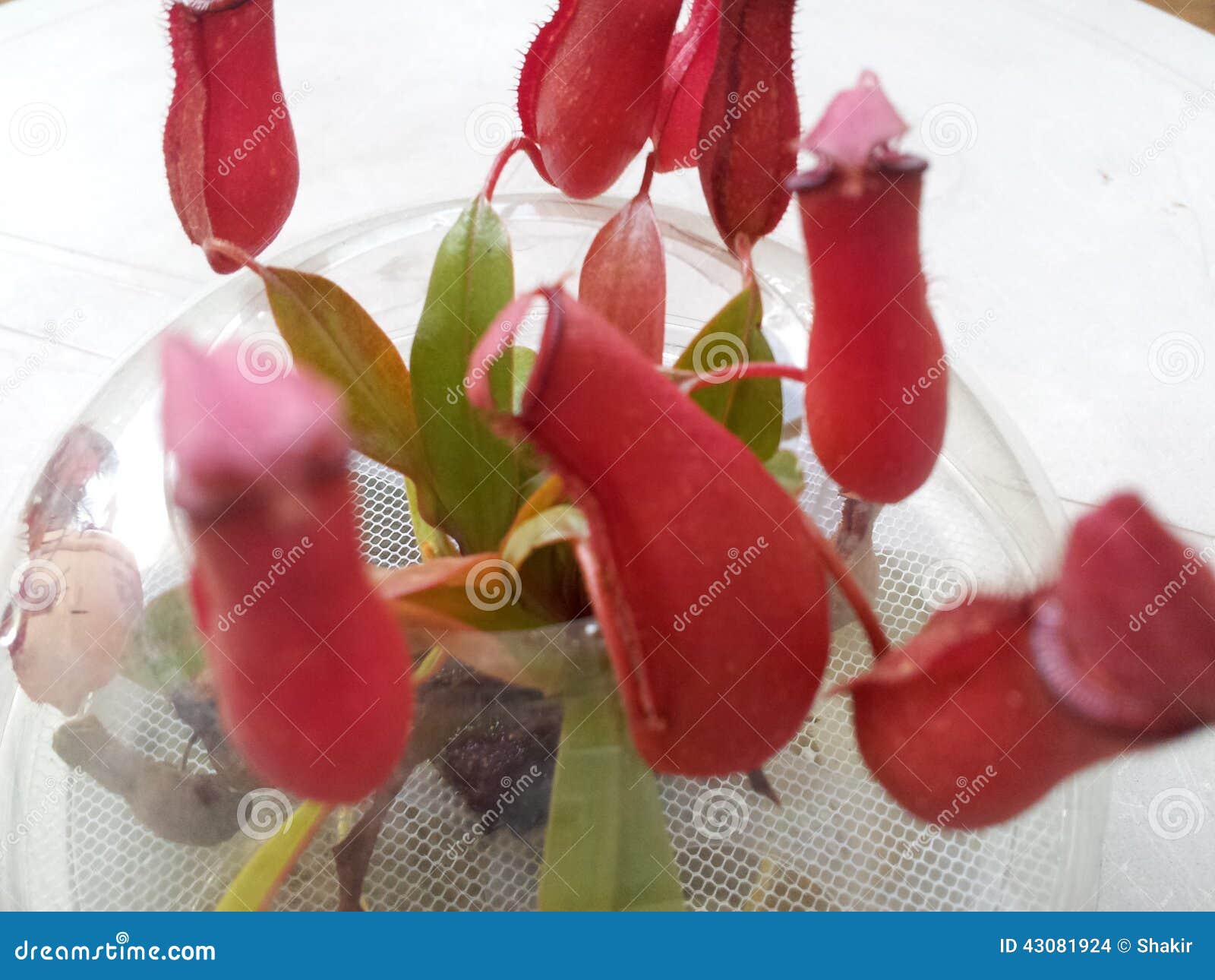 Insetto che mangia pianta fotografia stock. Immagine di insetto - 43081924