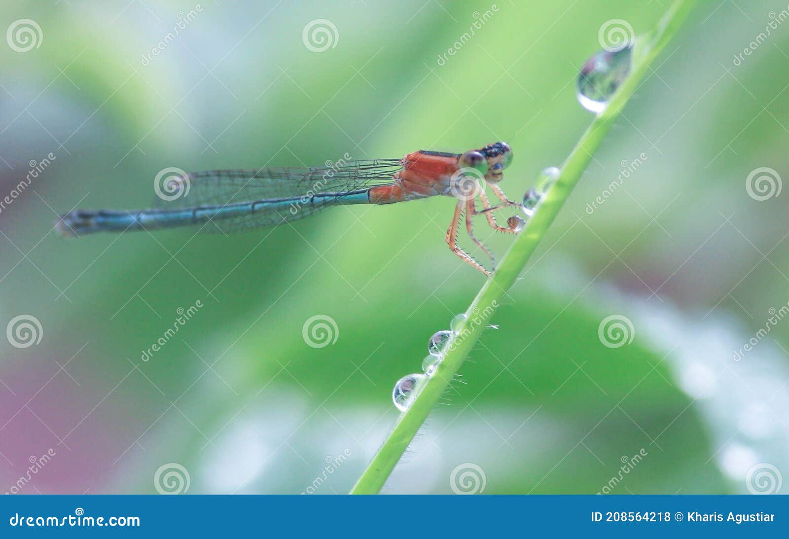 Insetto Con Goccioline D'acqua Pianta Di Damsella Fotografia Stock ...
