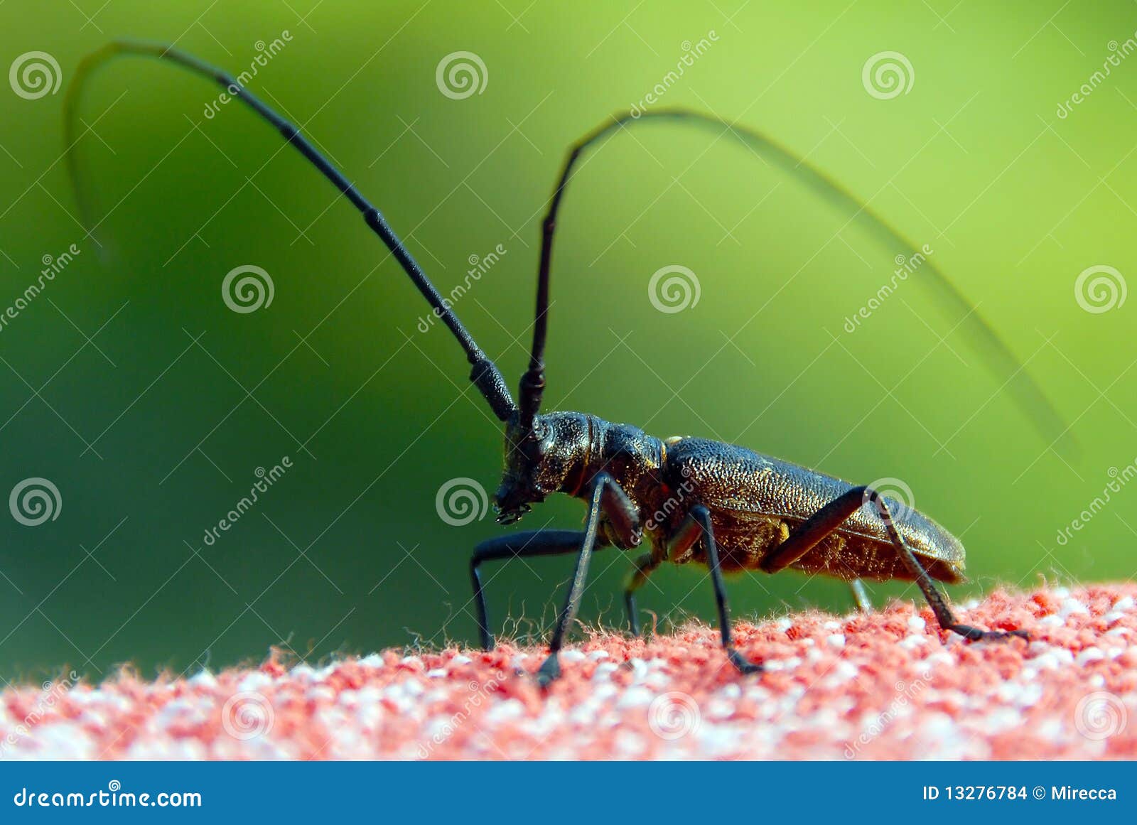 Insetto Con Le Antenne Lunghe Fotografia Stock - Immagine di fissato ...