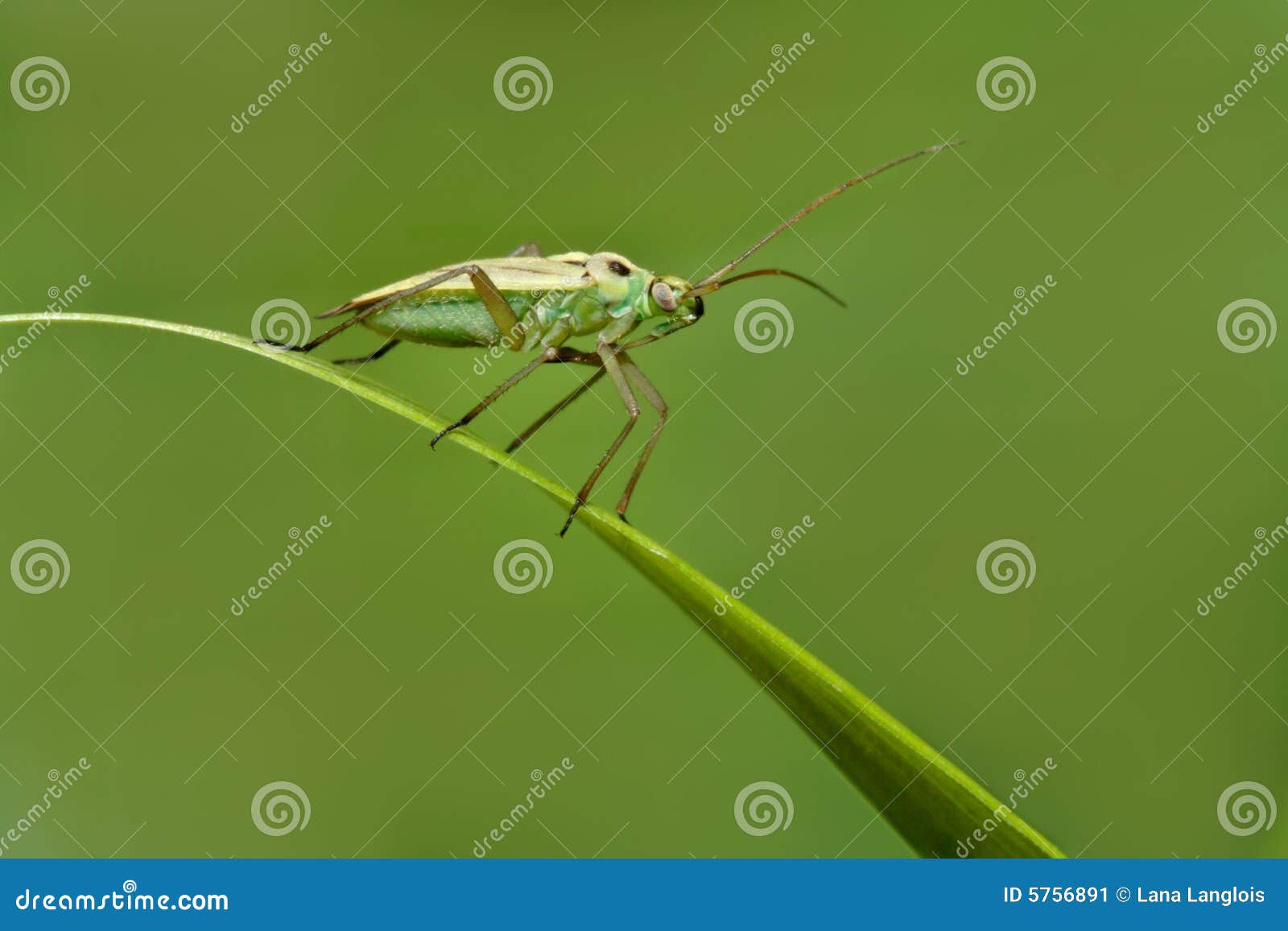 Insetto dell'erba verde immagine stock. Immagine di insetto - 5756891